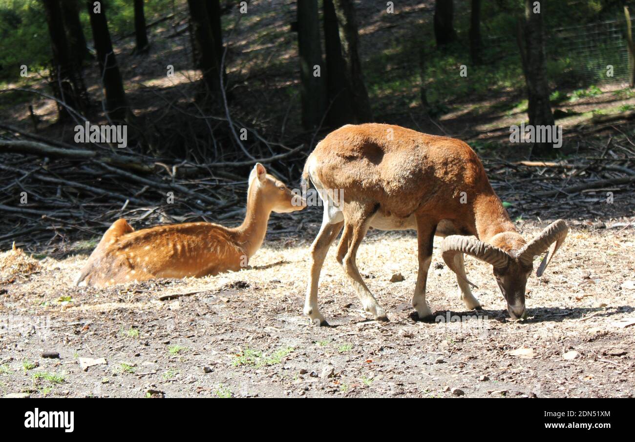Sheep On Field Stock Photo - Alamy