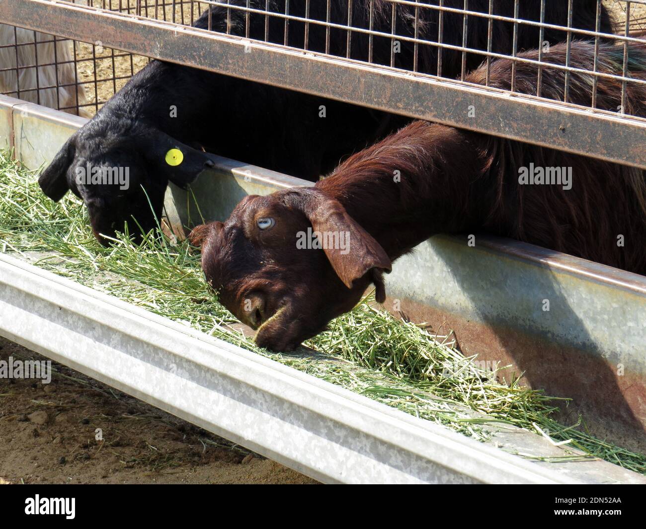 Damascus Goat High Resolution Stock Photography and Images - Alamy