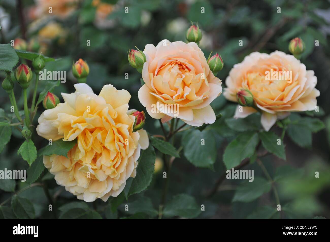 Yellow rose (Rosa) Golden Celebration blooms in a garden in June Stock ...