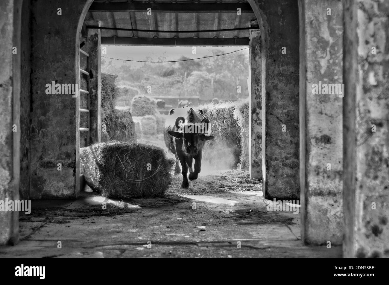 Black And White Buffalo High Resolution Stock Photography and Images ...