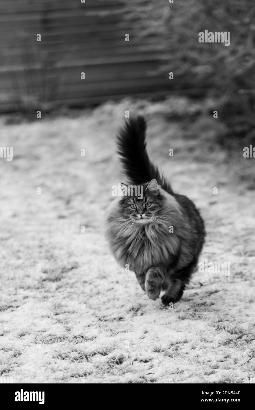 Black white cat running hi-res stock photography and images - Alamy