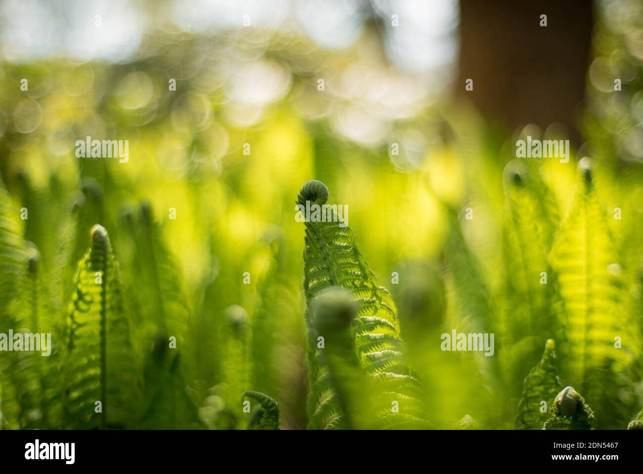 Farn im wald hi-res stock photography and images - Alamy