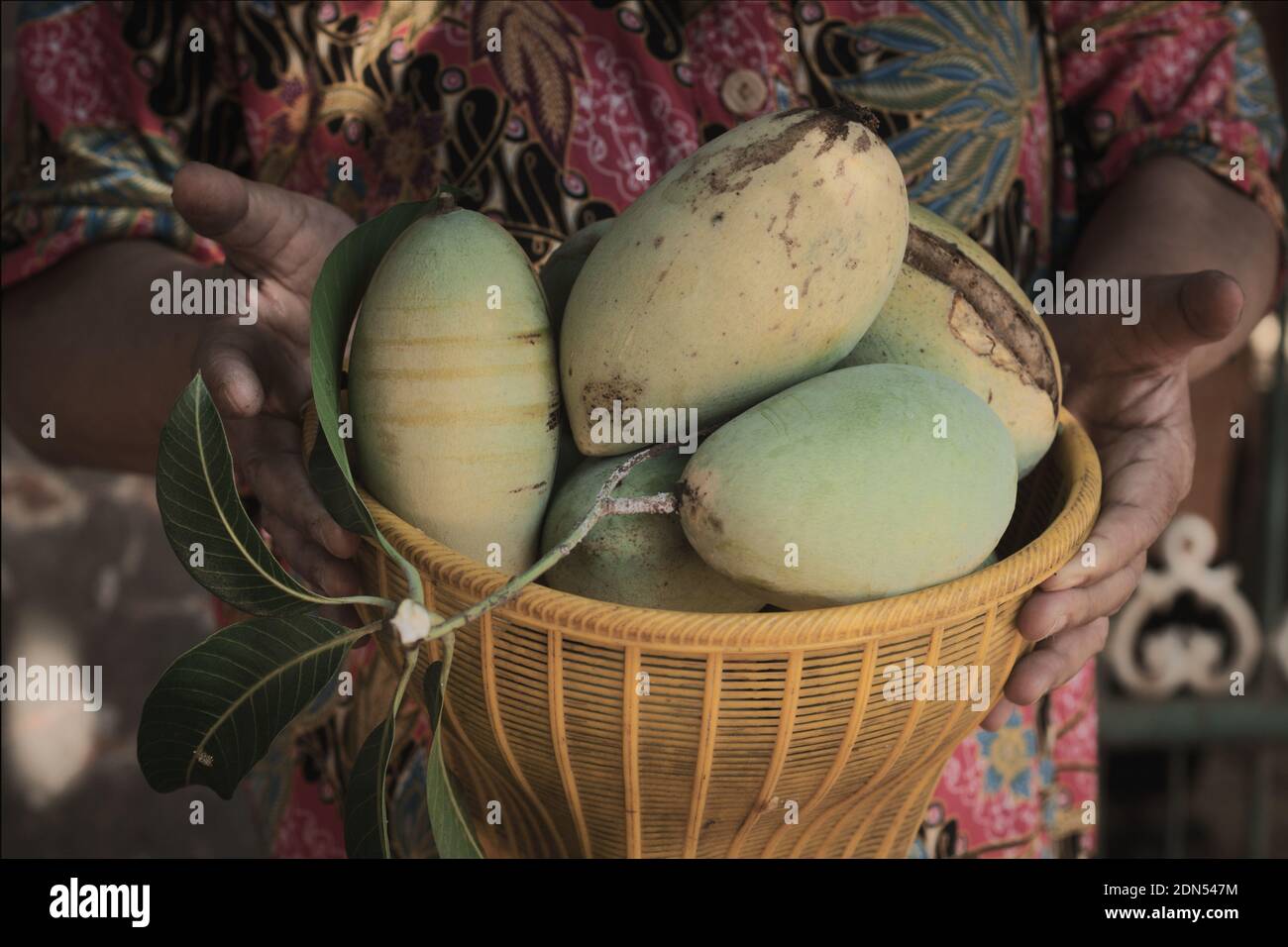 Human hand mangoes mango fruit hi-res stock photography and images - Alamy