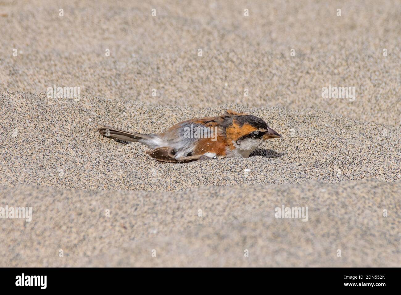 Sal cape verde animals hi-res stock photography and images - Alamy