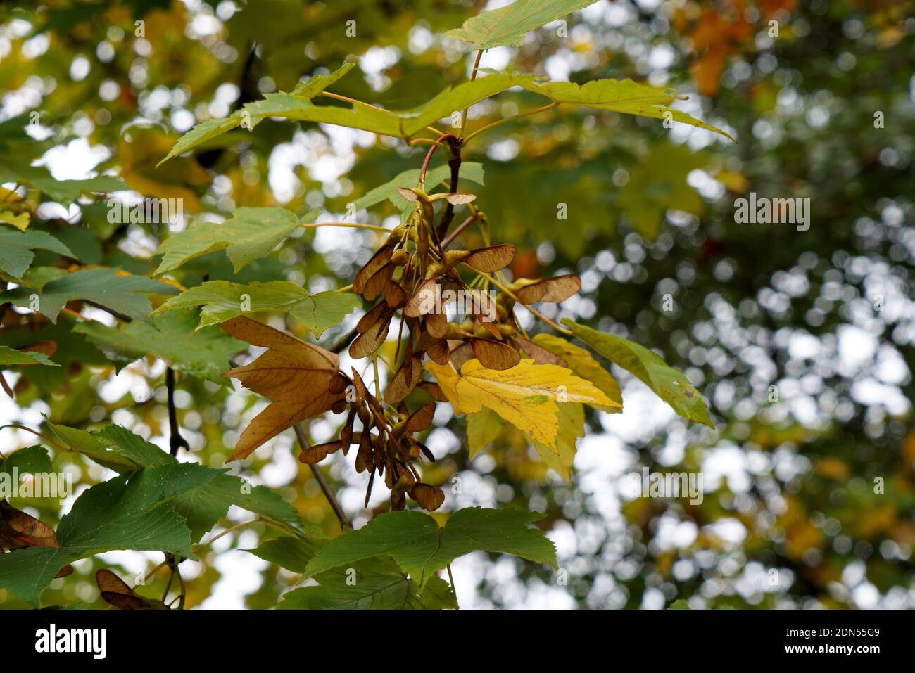A closeup of a sycamore maple tree branch with leaves and seeds, bokeh ...