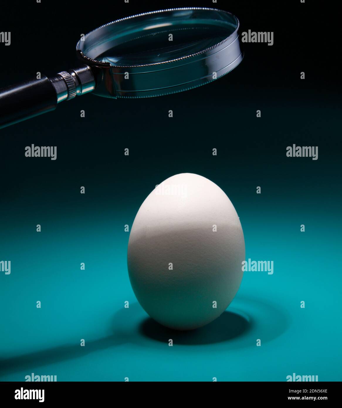 Egg under magnifier hi-res stock photography and images - Alamy