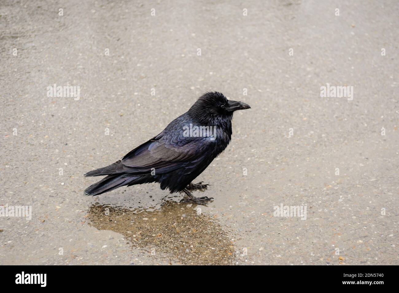One black raven standing on wet ground in rain Stock Photo - Alamy