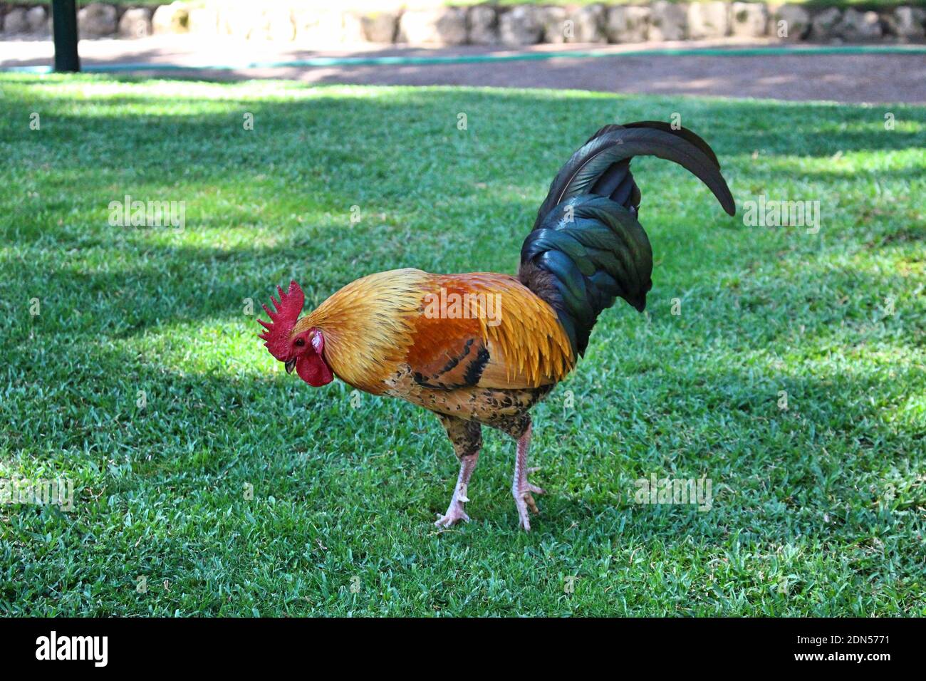 Crest Of Rooster Plant High Resolution Stock Photography and Images - Alamy