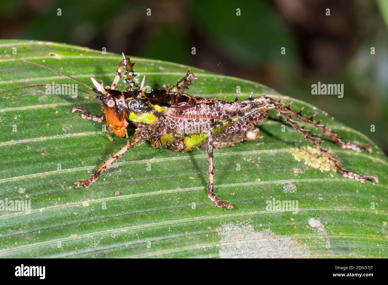 Panacanthus hi-res stock photography and images - Alamy