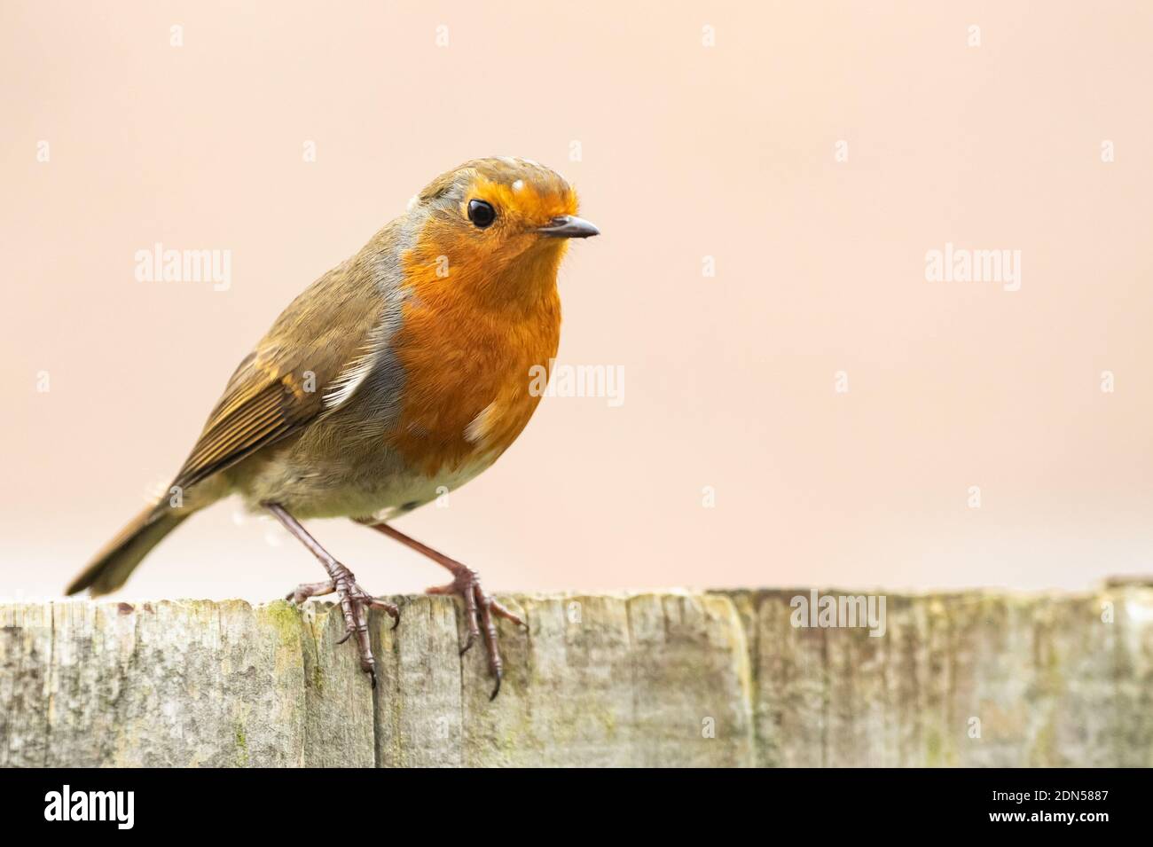 Pink robin bird hi-res stock photography and images - Alamy