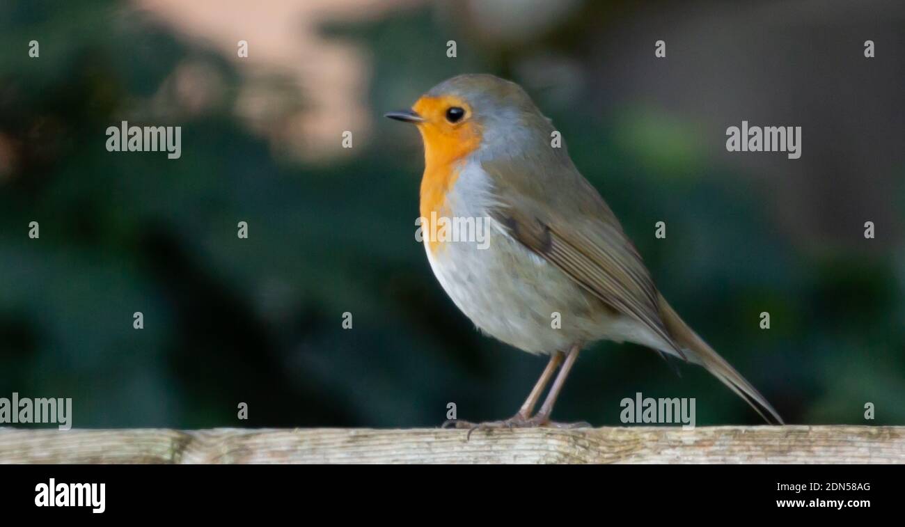 Profile shot of robin hi-res stock photography and images - Alamy