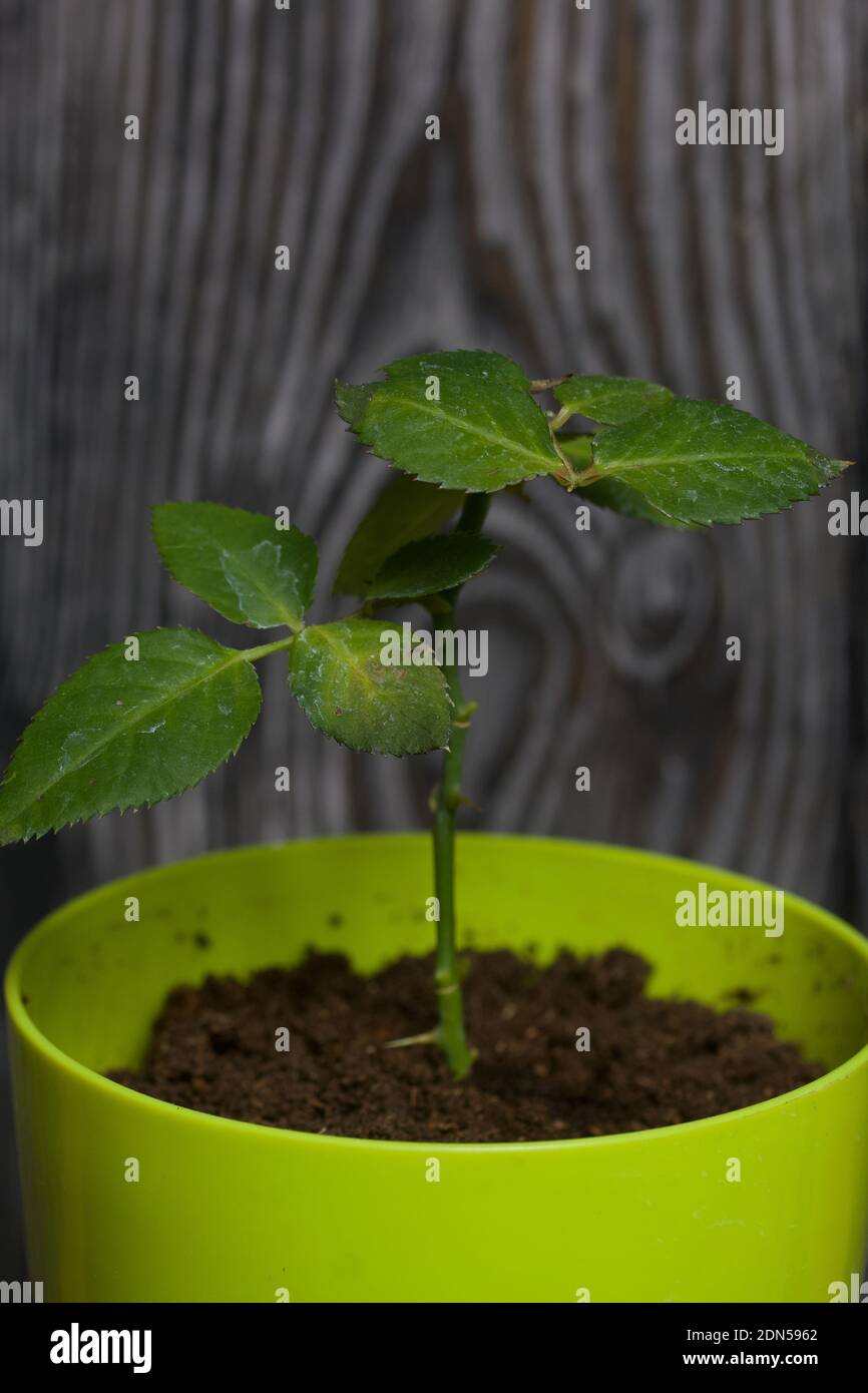 Green sprout of a rose in a flower pot. Against the background of black ...
