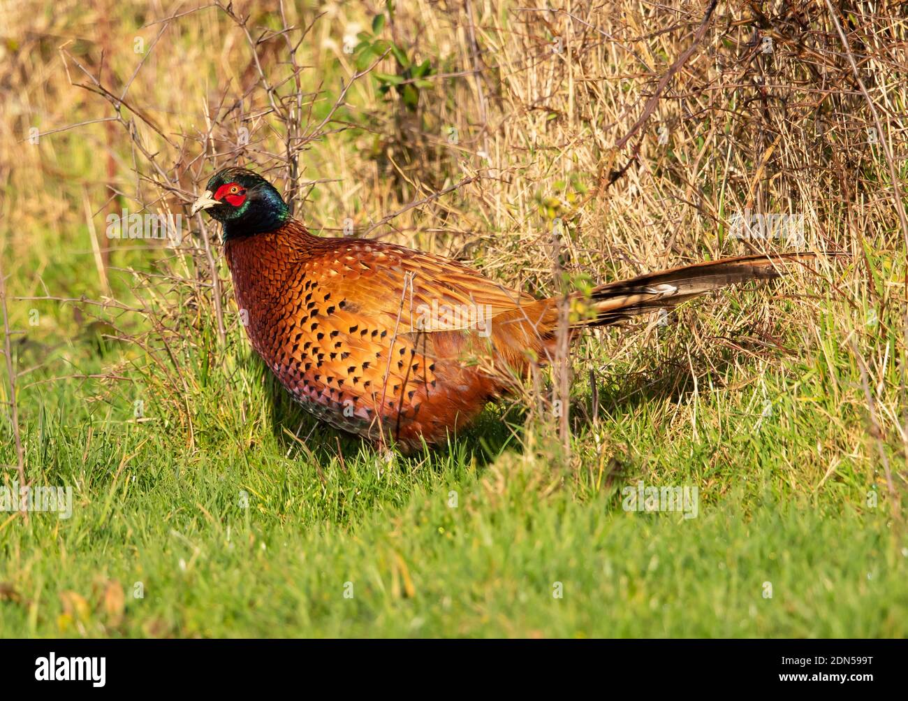 Pheasant in the grass in front of thorn hedge Stock Photo - Alamy