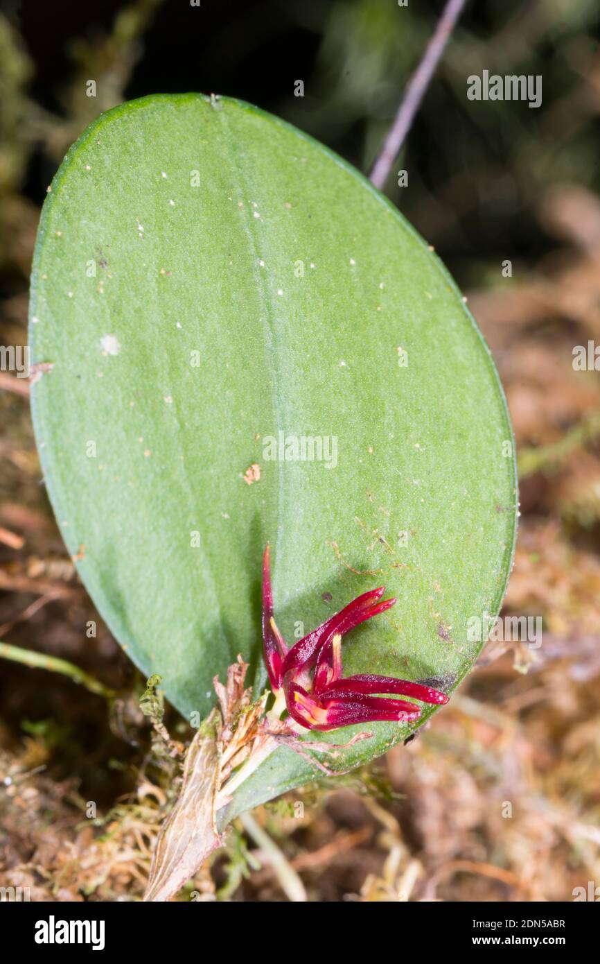 a micro orchid (Trichosalpinx orbicularis) growing wild in the ...