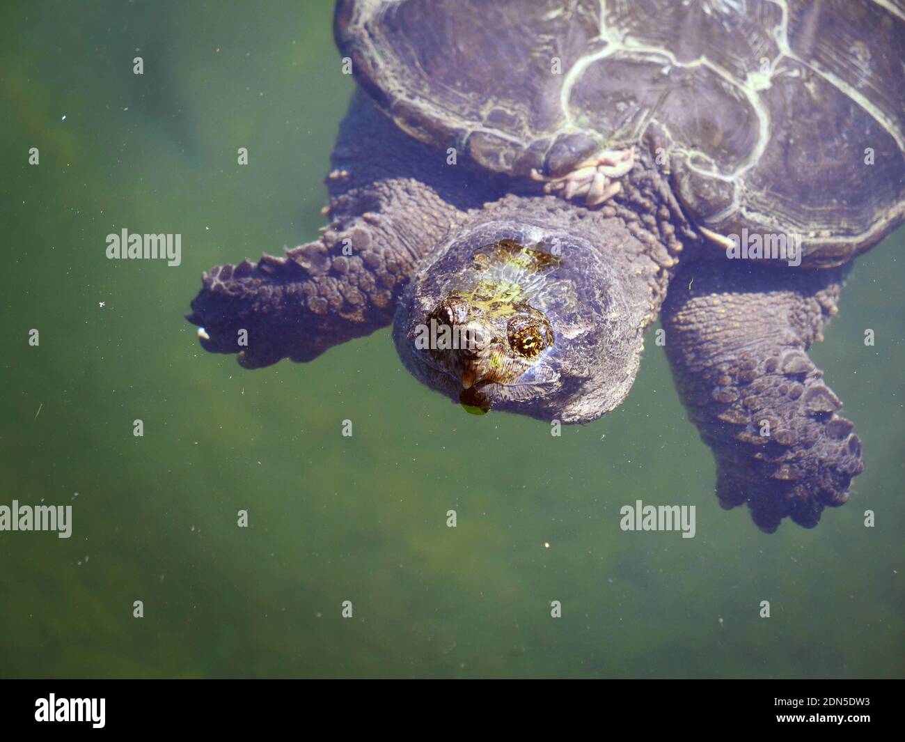 Snapping turtle swimming underwater hi-res stock photography and images ...