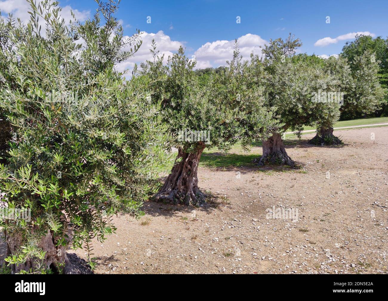 Four olive trees hi-res stock photography and images - Alamy