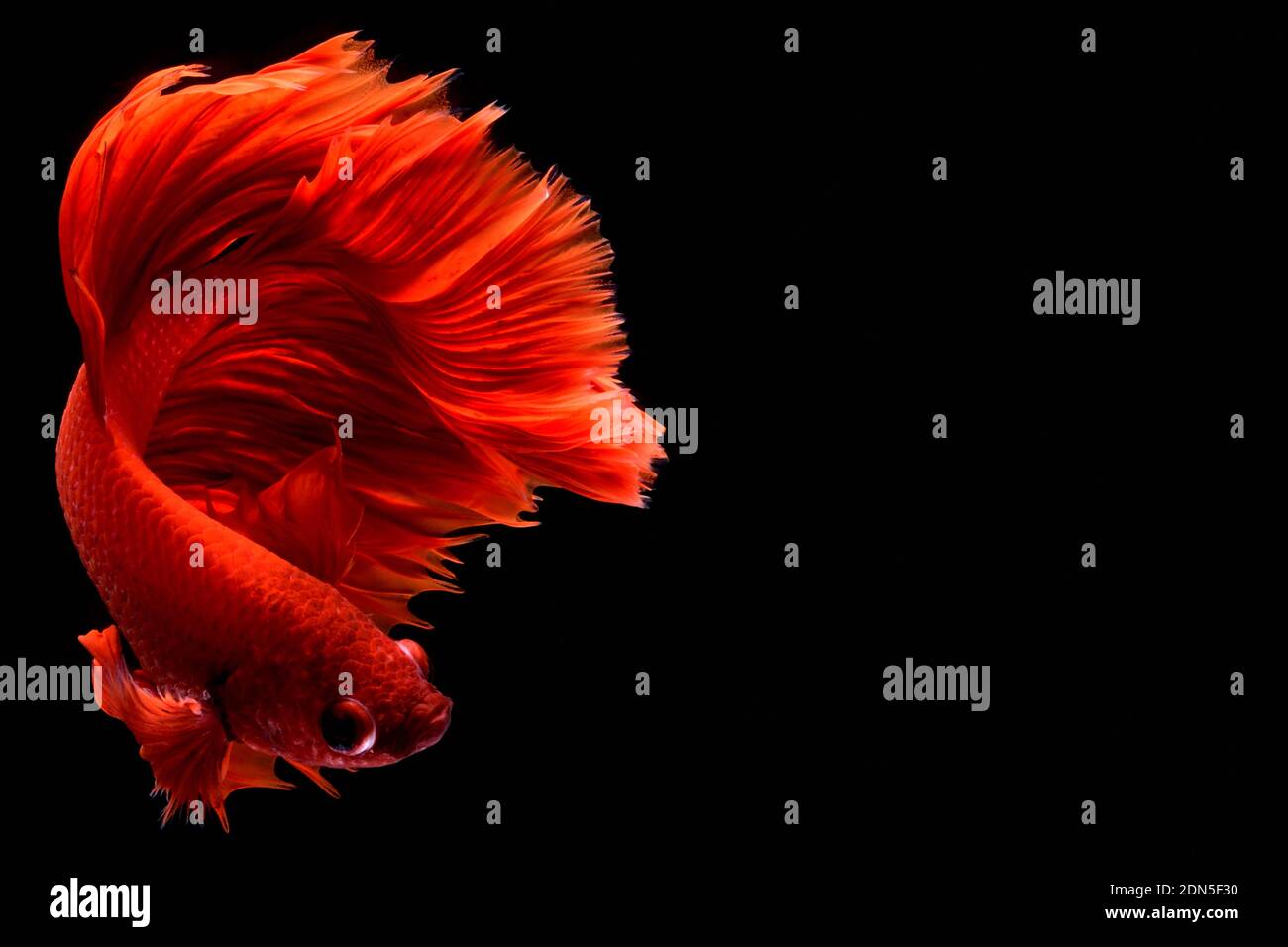 Moon tail hi-res stock photography and images - Alamy