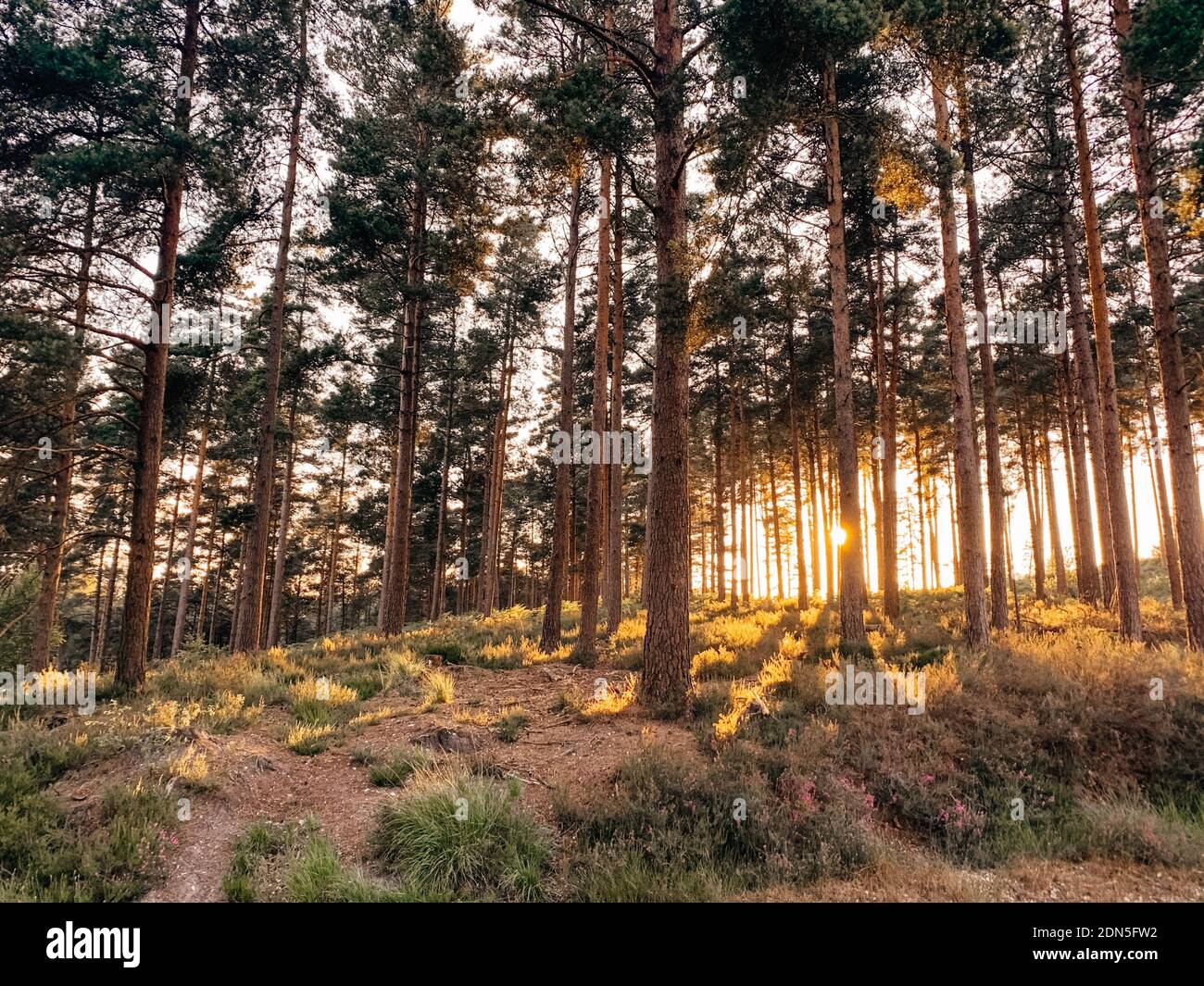 Pine tree forest dorset england hi-res stock photography and images - Alamy