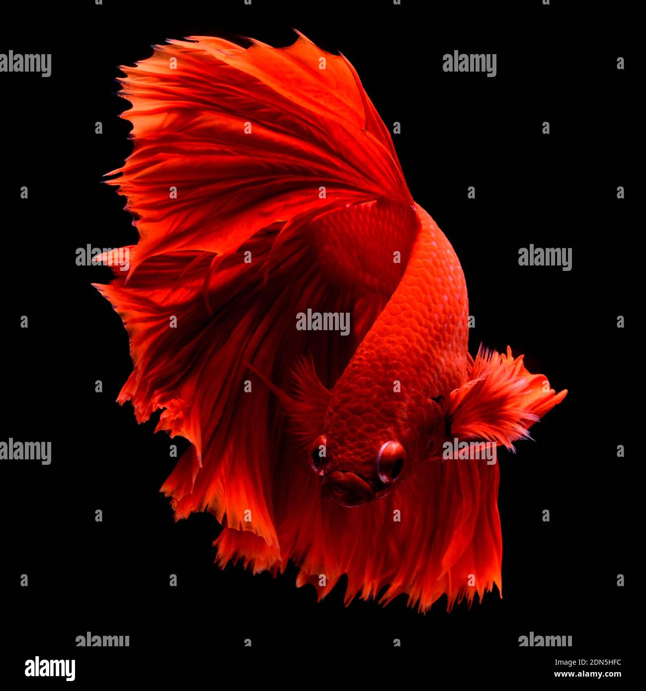 Moon tail hi-res stock photography and images - Alamy