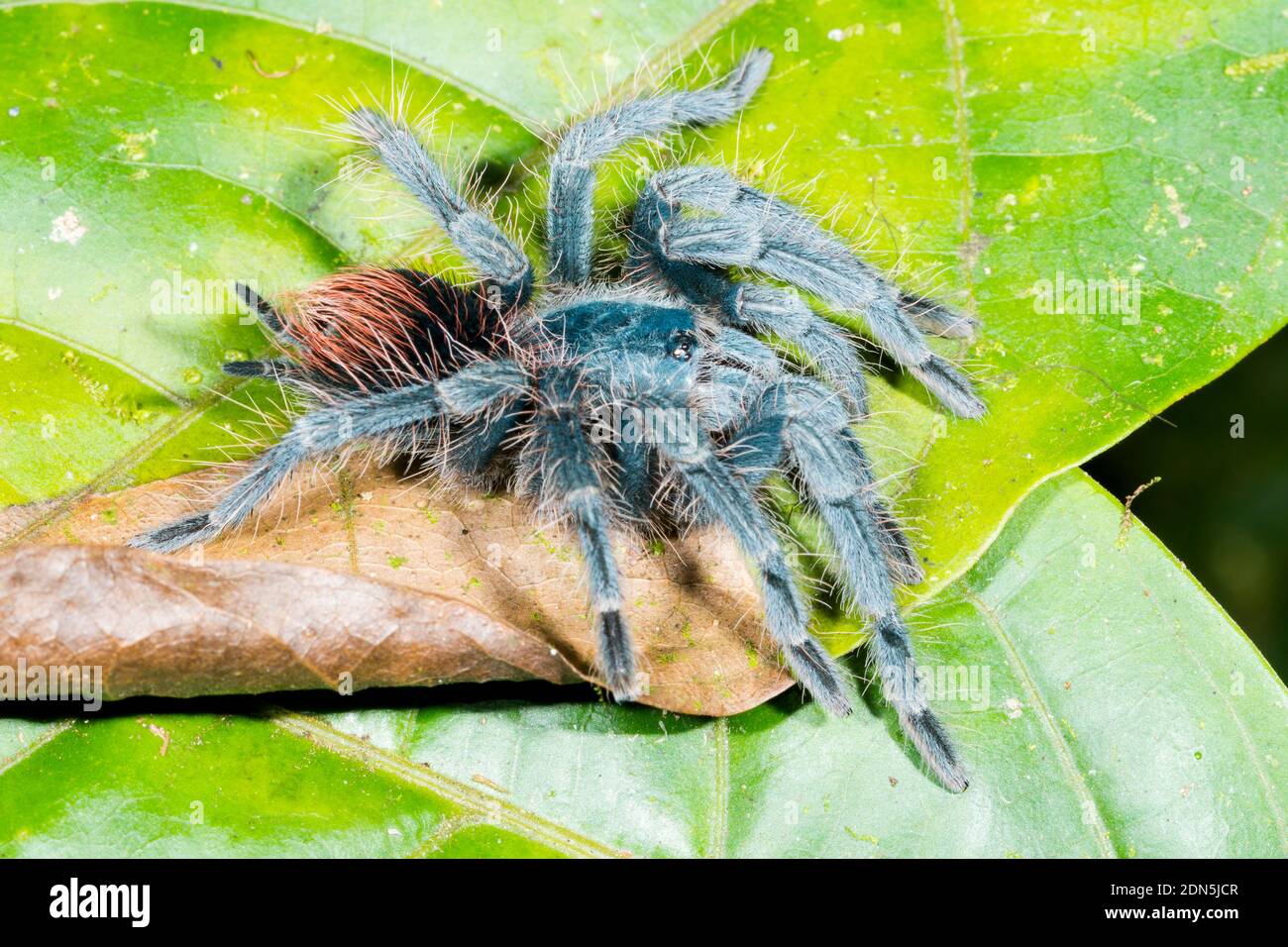 Ecuadorian Blue Tarantula