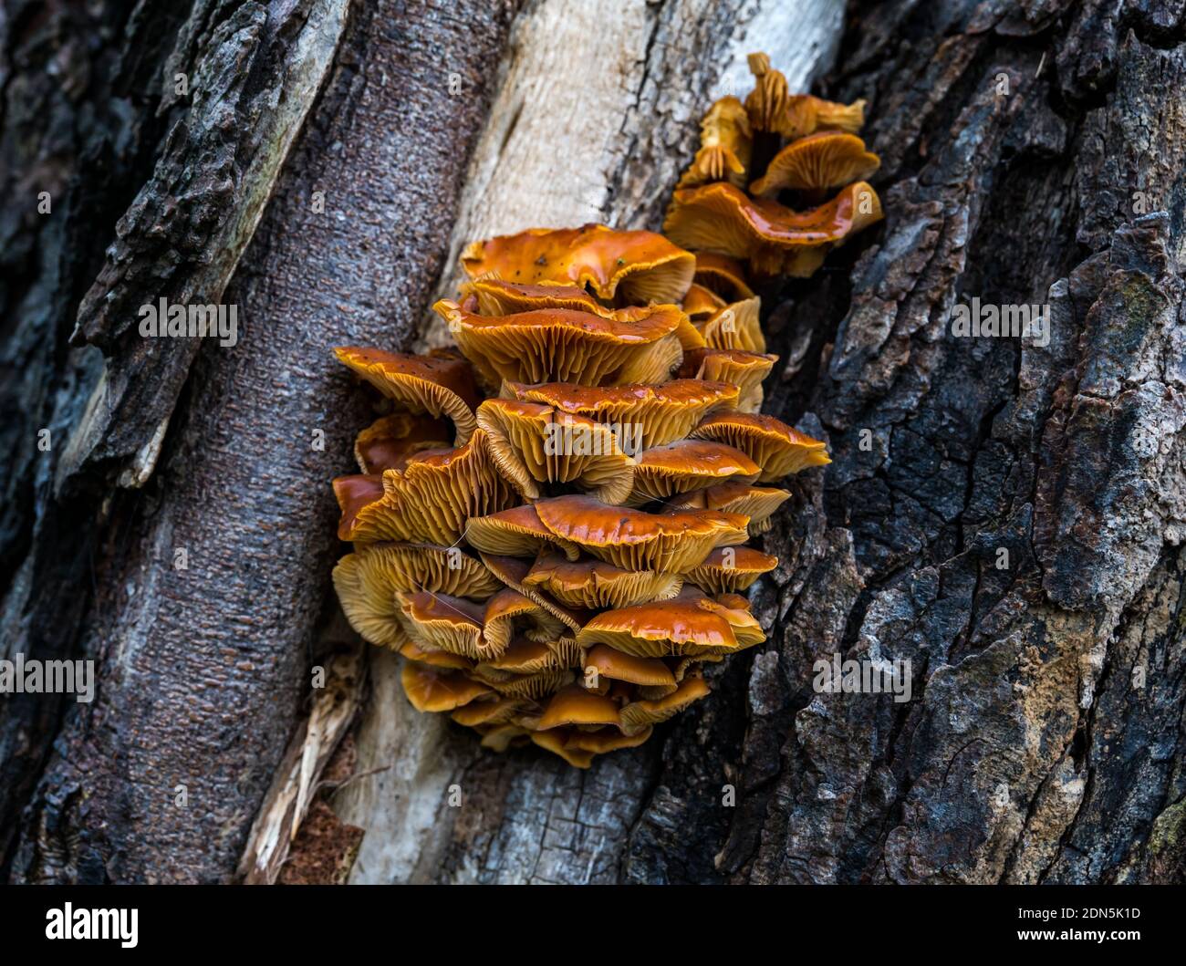Close up of bracket fungus, polypores, growing on a tree trunk ...