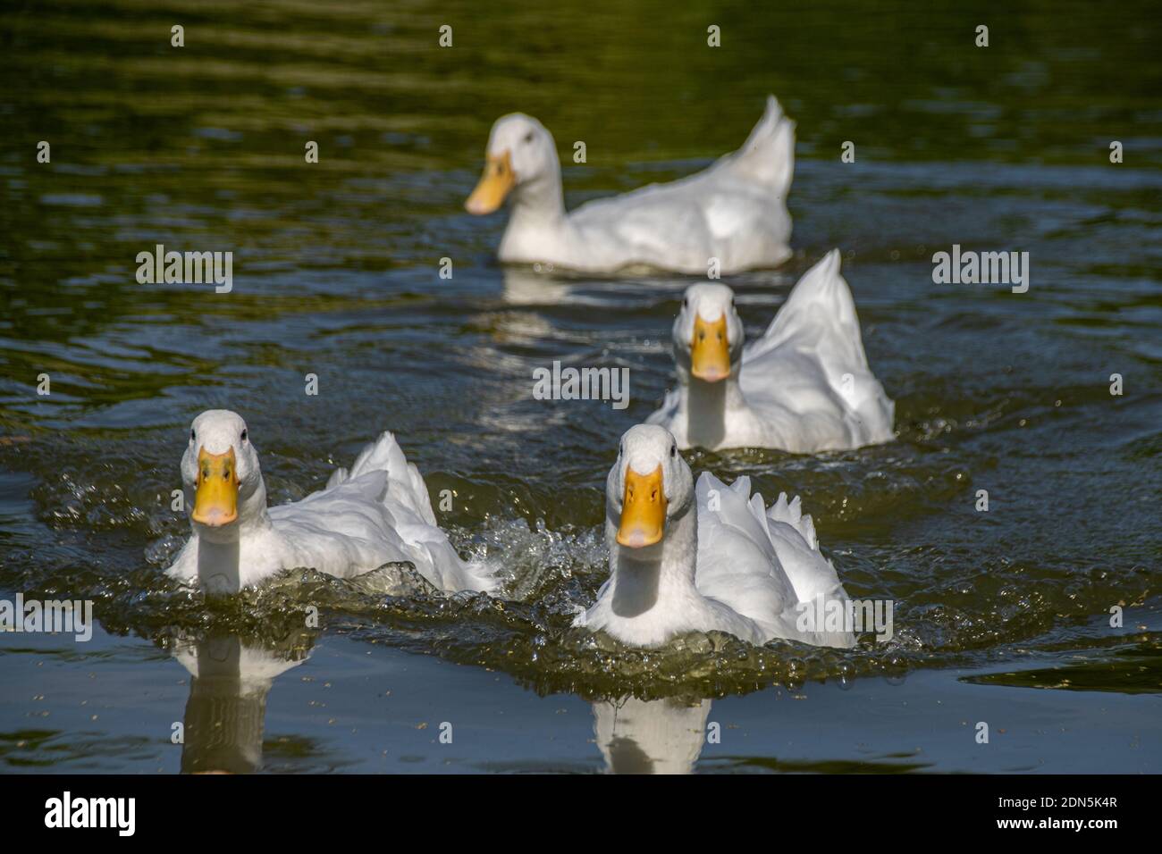 Pekin Duck Isolated High Resolution Stock Photography and Images - Alamy