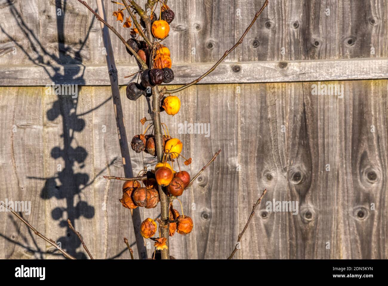 Rotten crab apples on tree with shadow from winter sunshine on fence ...