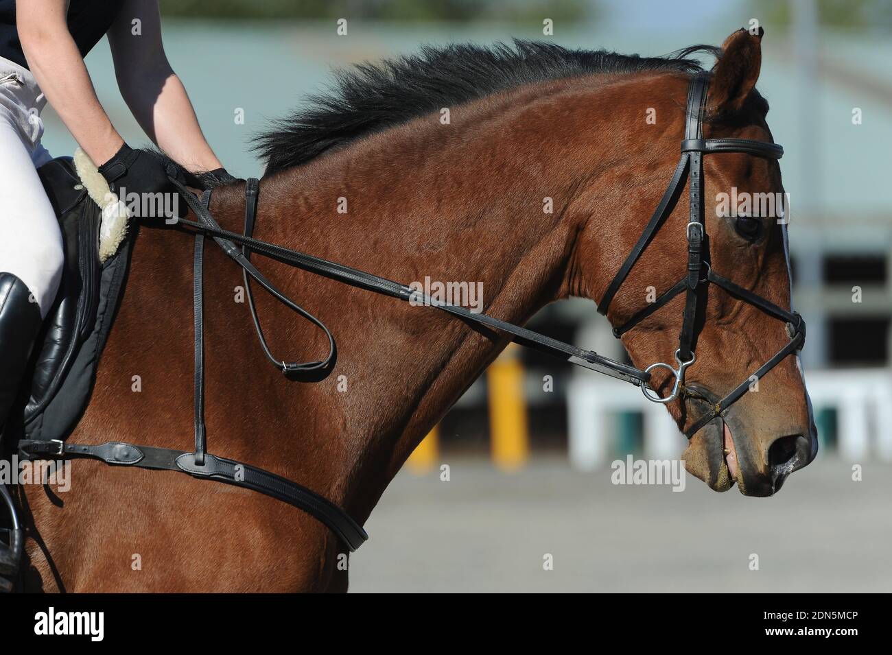 A Horse being ridden in an outdoor school Stock Photo - Alamy