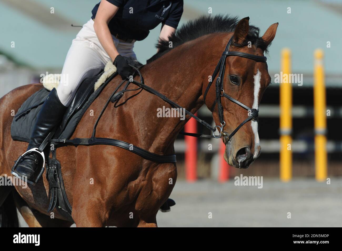 A Horse being ridden in an outdoor school Stock Photo - Alamy