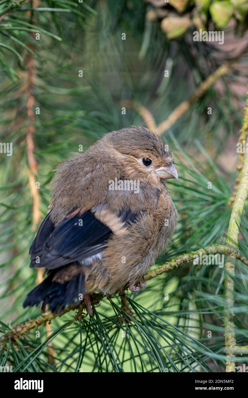 Female Bullfinch On Feeder High Resolution Stock Photography and Images ...