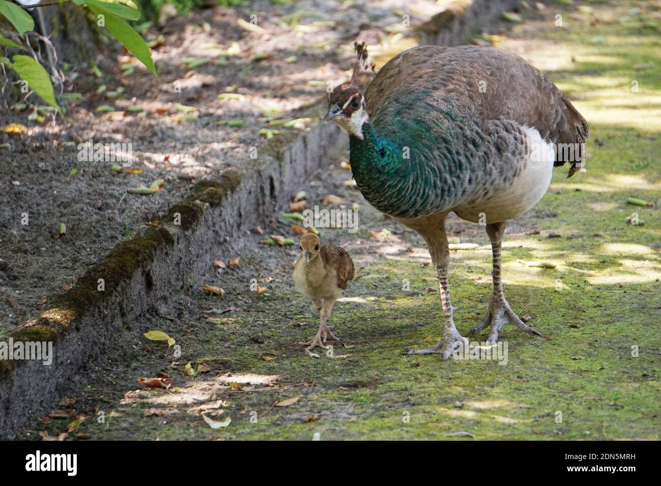 Peacock chicken hi-res stock photography and images - Alamy