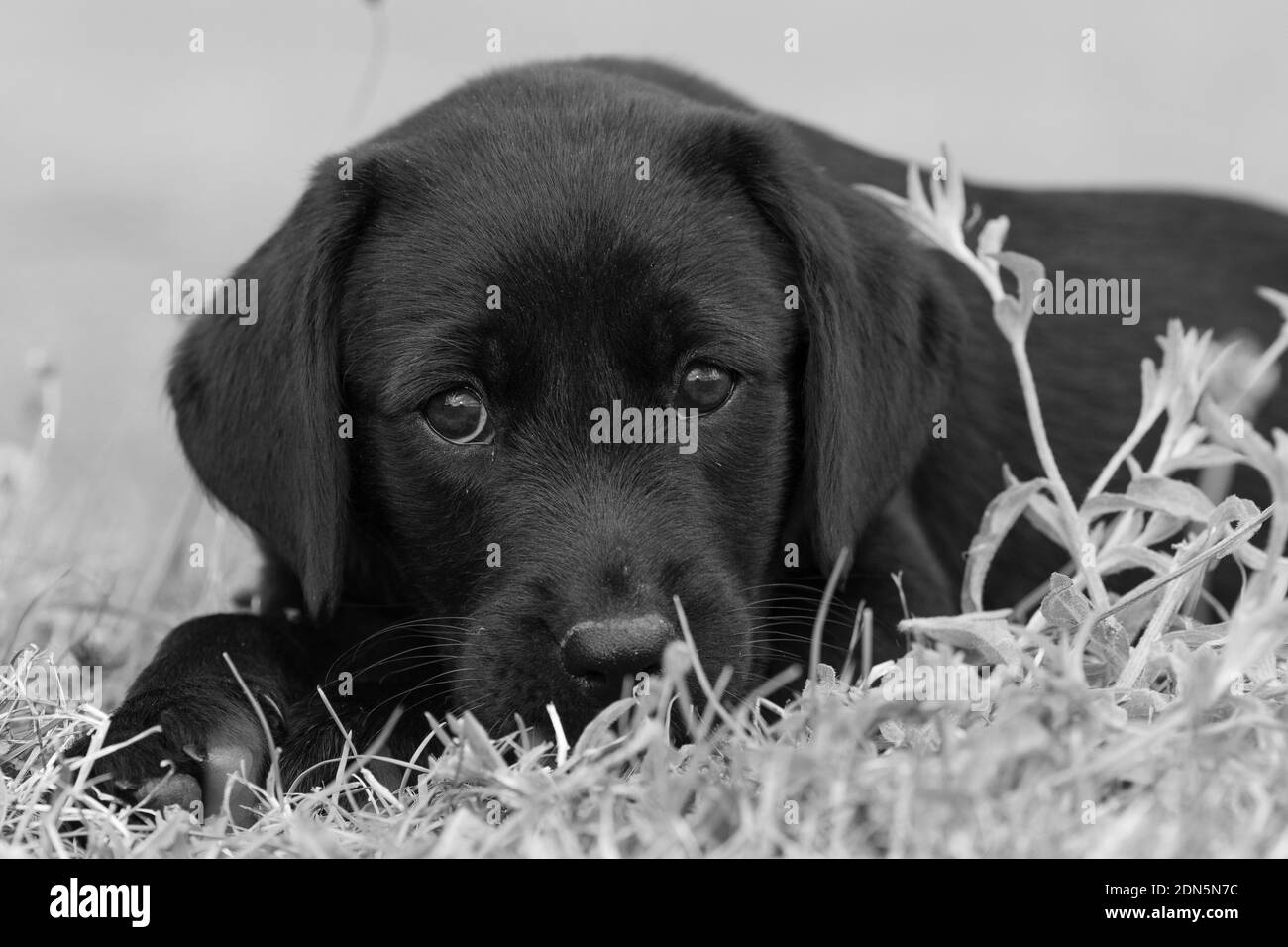 8 Week Old Labrador Puppy High Resolution Stock Photography and Images ...
