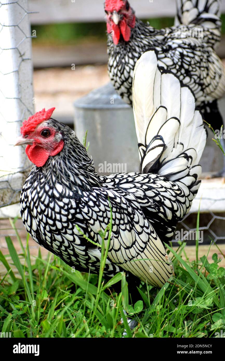 Silver sebright chicken hi-res stock photography and images - Alamy
