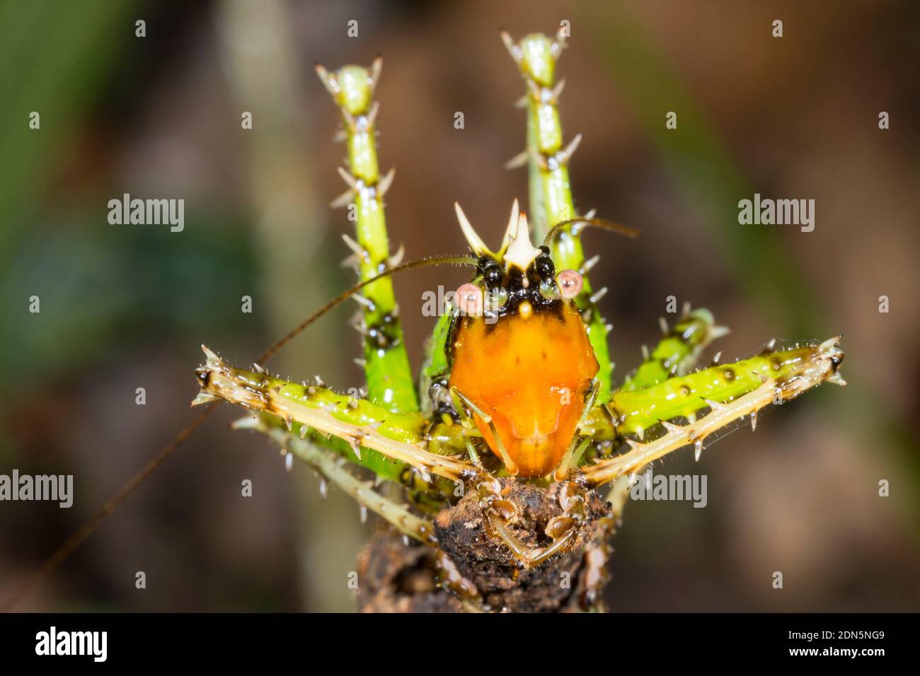 Panacanthus hi-res stock photography and images - Alamy