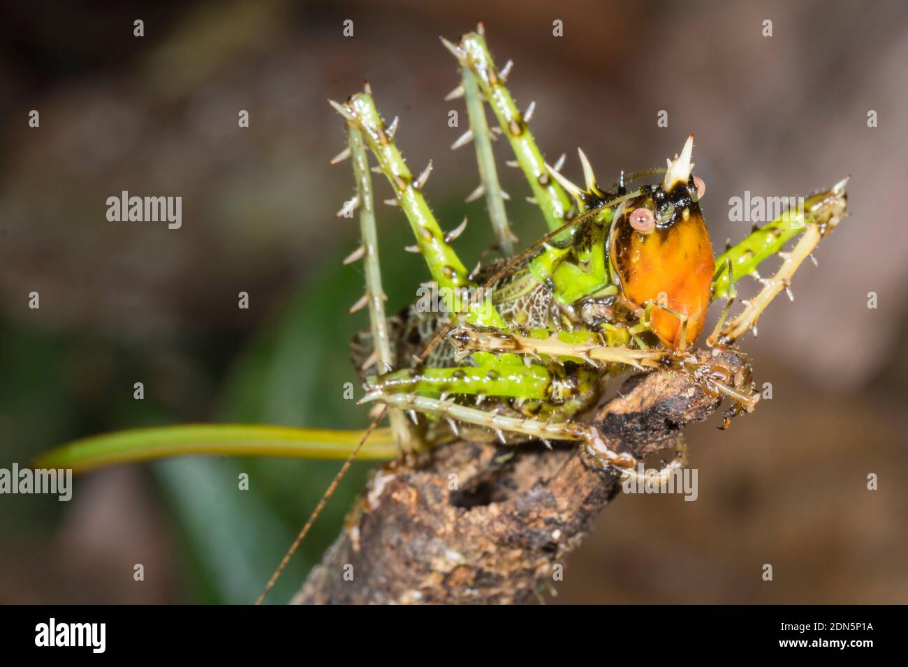 Panacanthus hi-res stock photography and images - Alamy