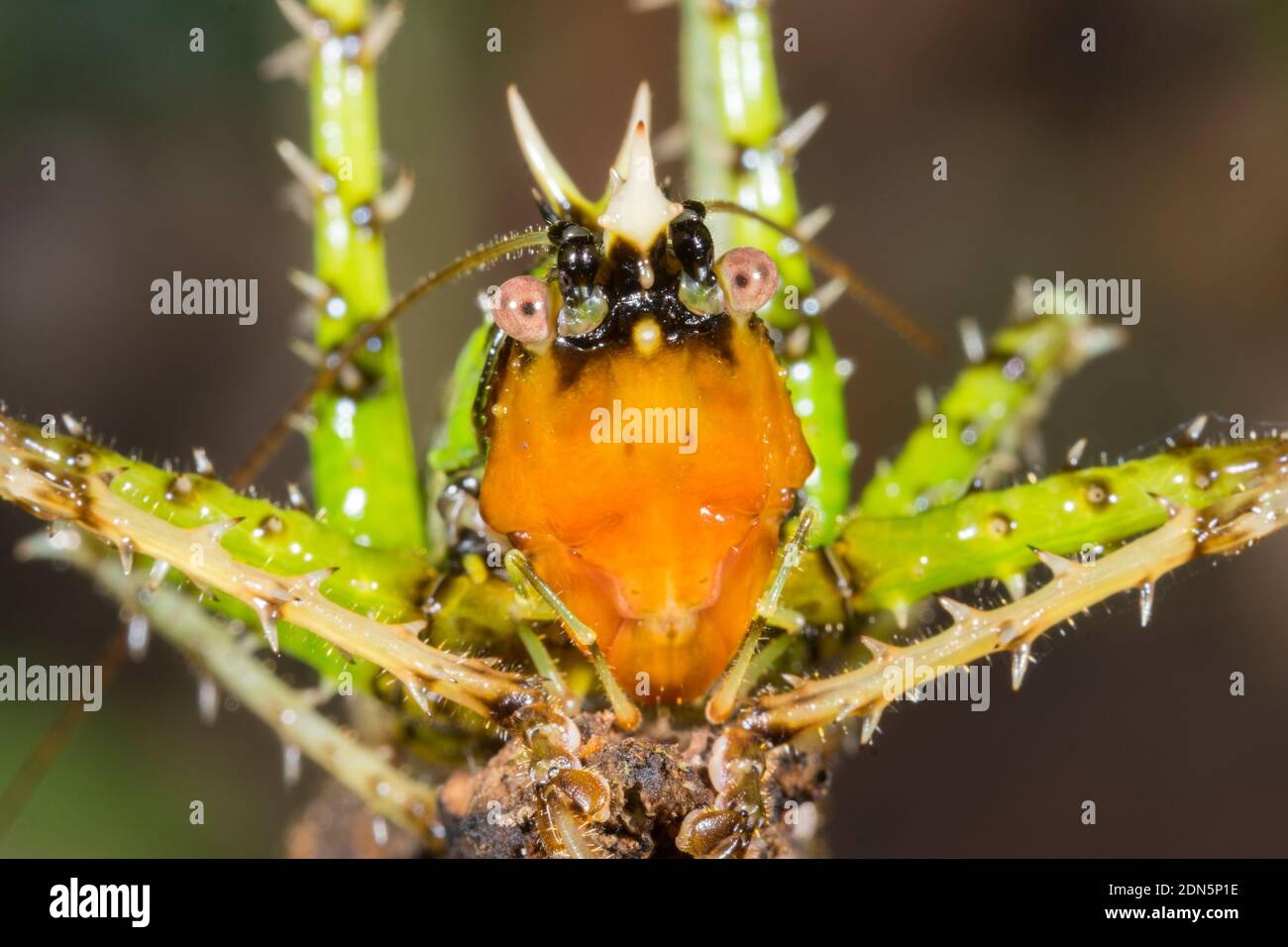 Panacanthus hi-res stock photography and images - Alamy