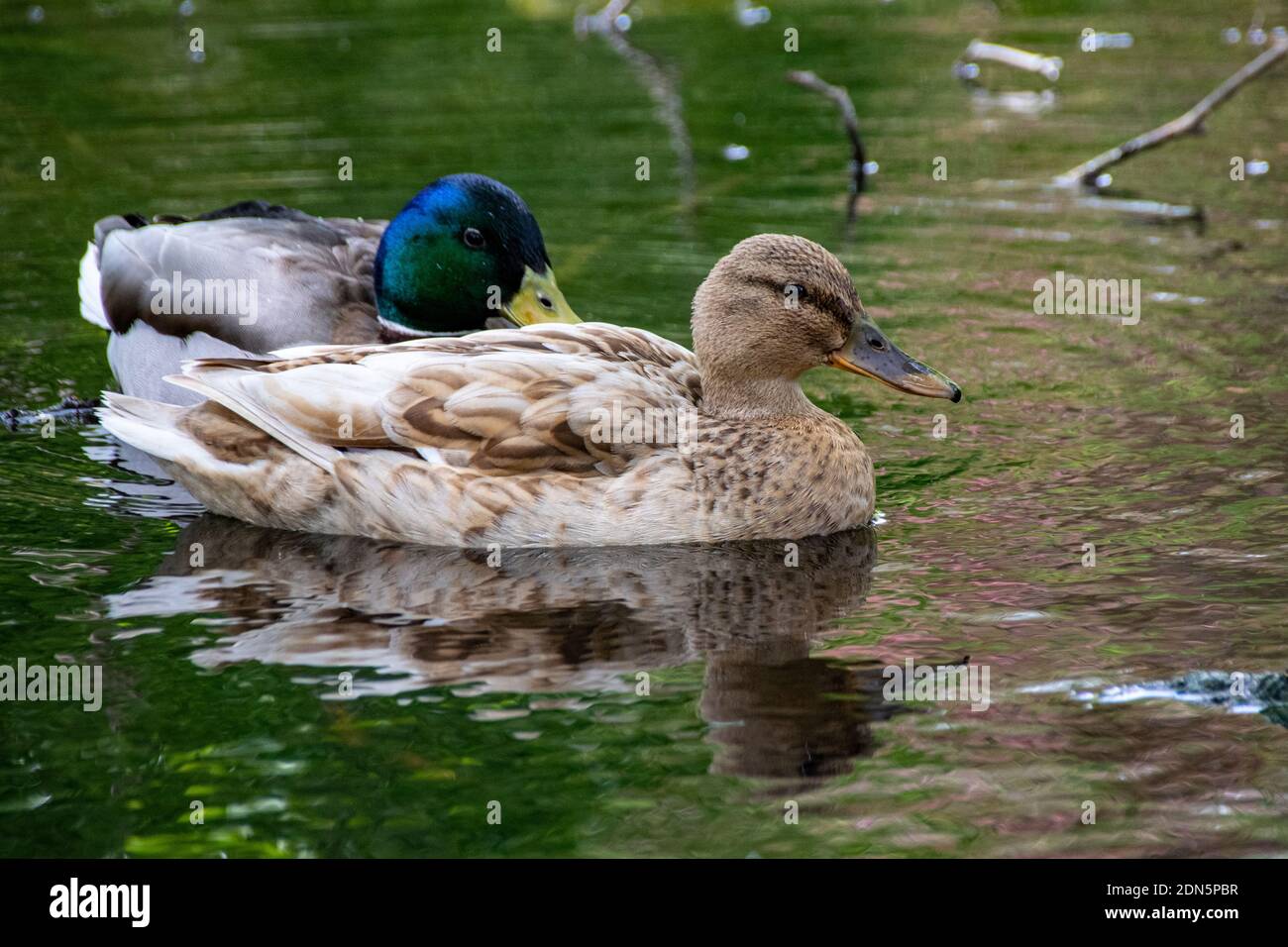 Manky Mallards High Resolution Stock Photography and Images - Alamy