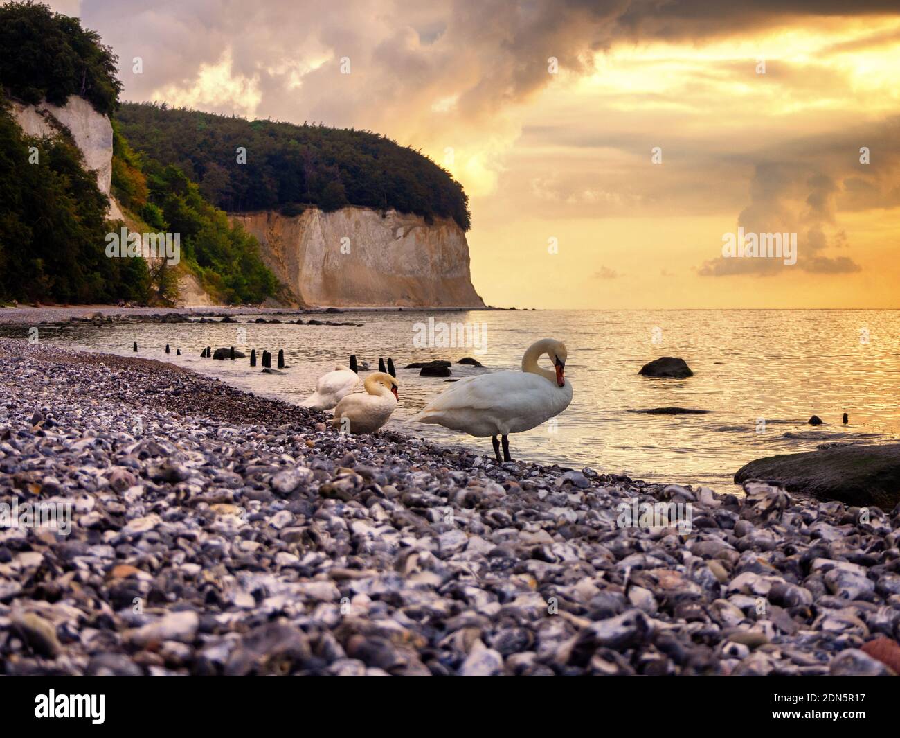 Swans On Beach Stock Photo - Alamy