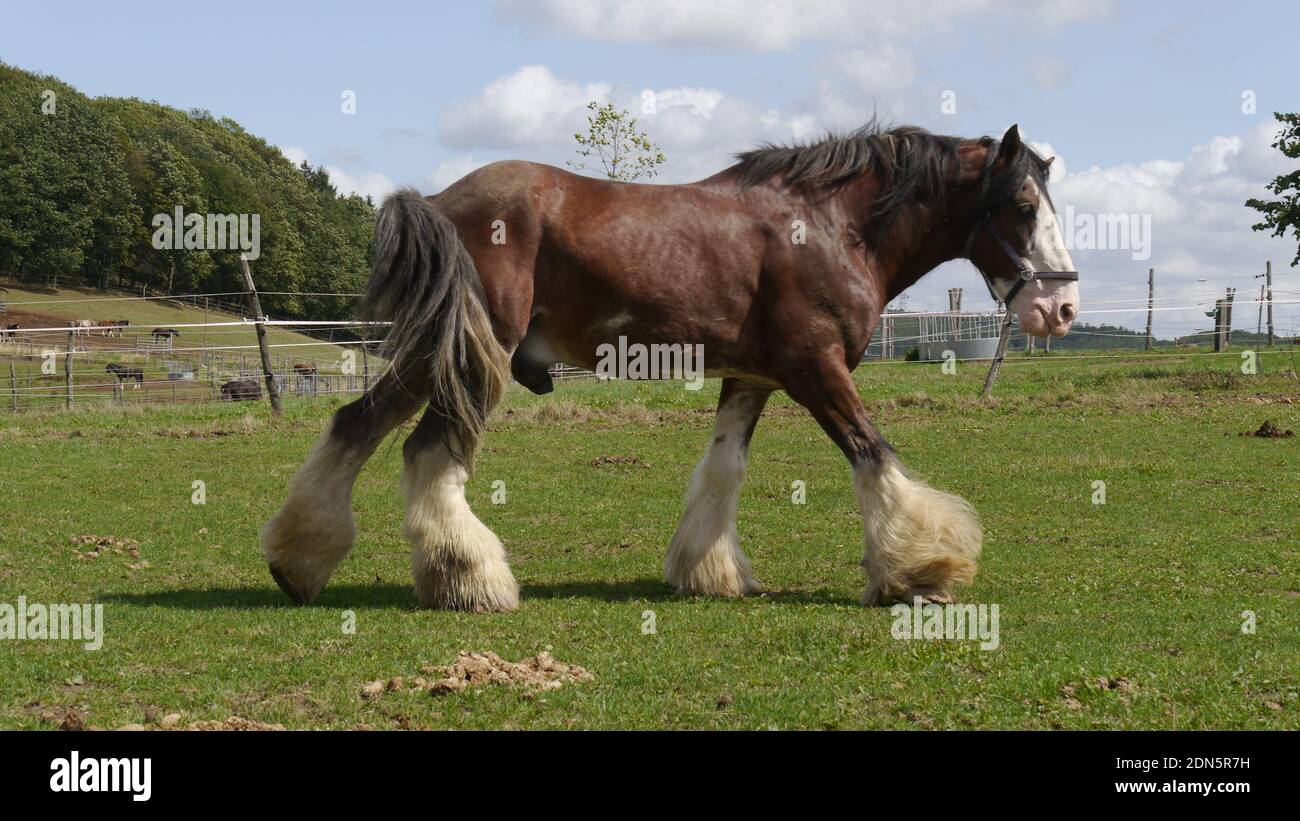 Close up clydesdale horse hi-res stock photography and images - Alamy