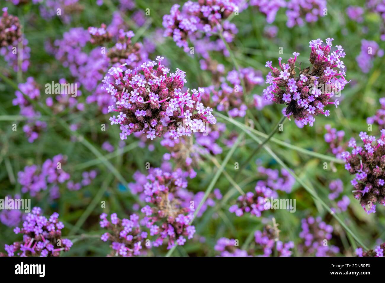 Gorgeous flowering lavender hi-res stock photography and images - Alamy