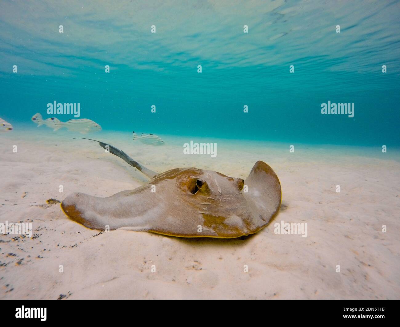 Stingray camera hi-res stock photography and images - Alamy