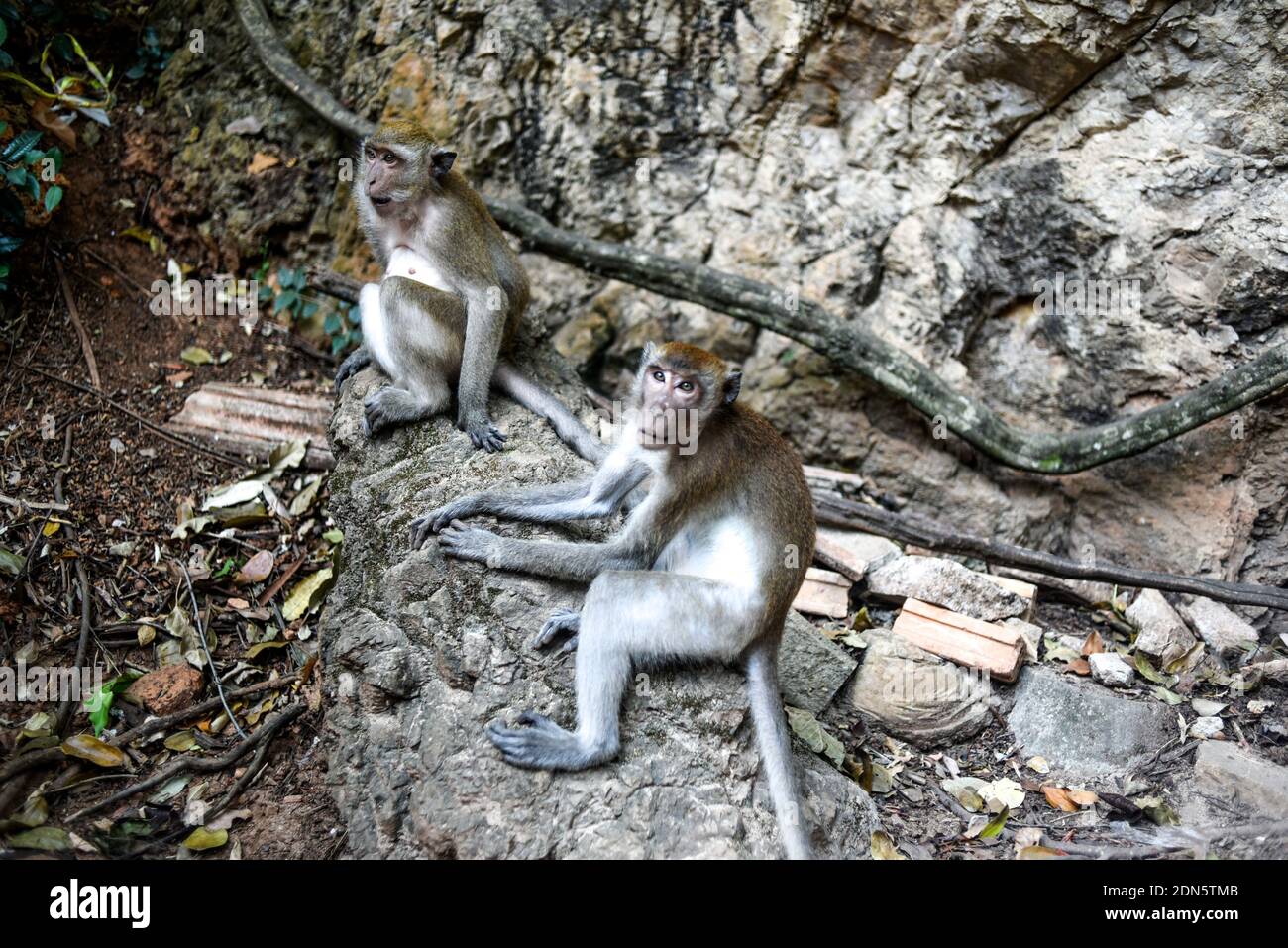 Capuchin monkeys family in hi-res stock photography and images - Alamy