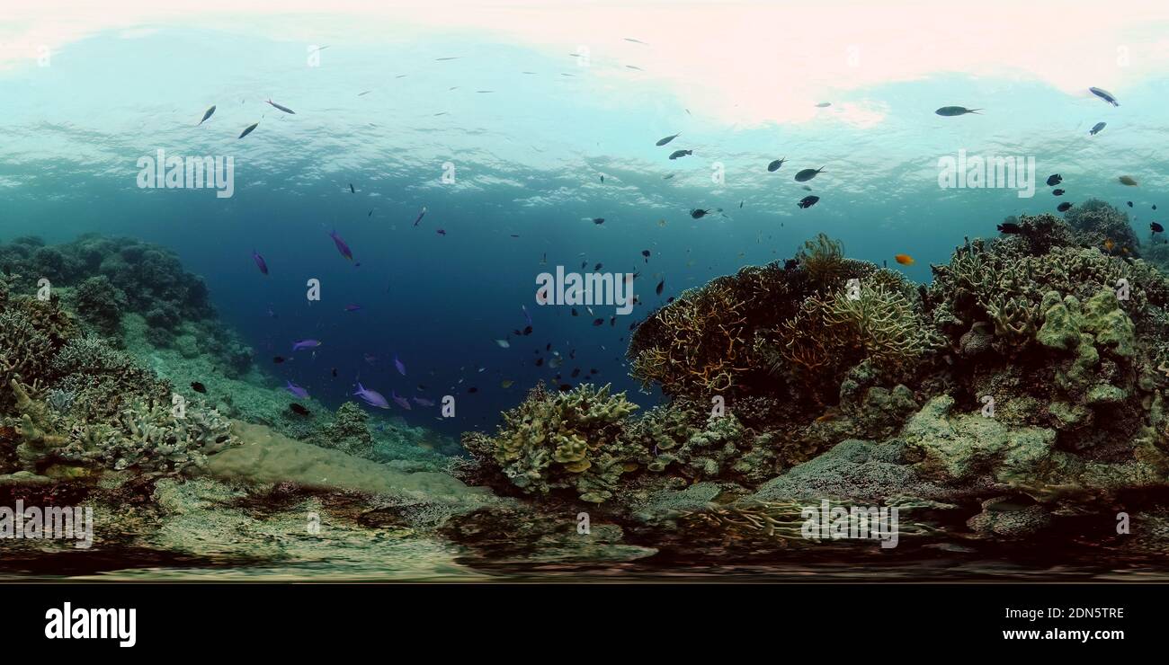 Tropical Fishes on Coral Reef, underwater scene. Colourful tropical ...