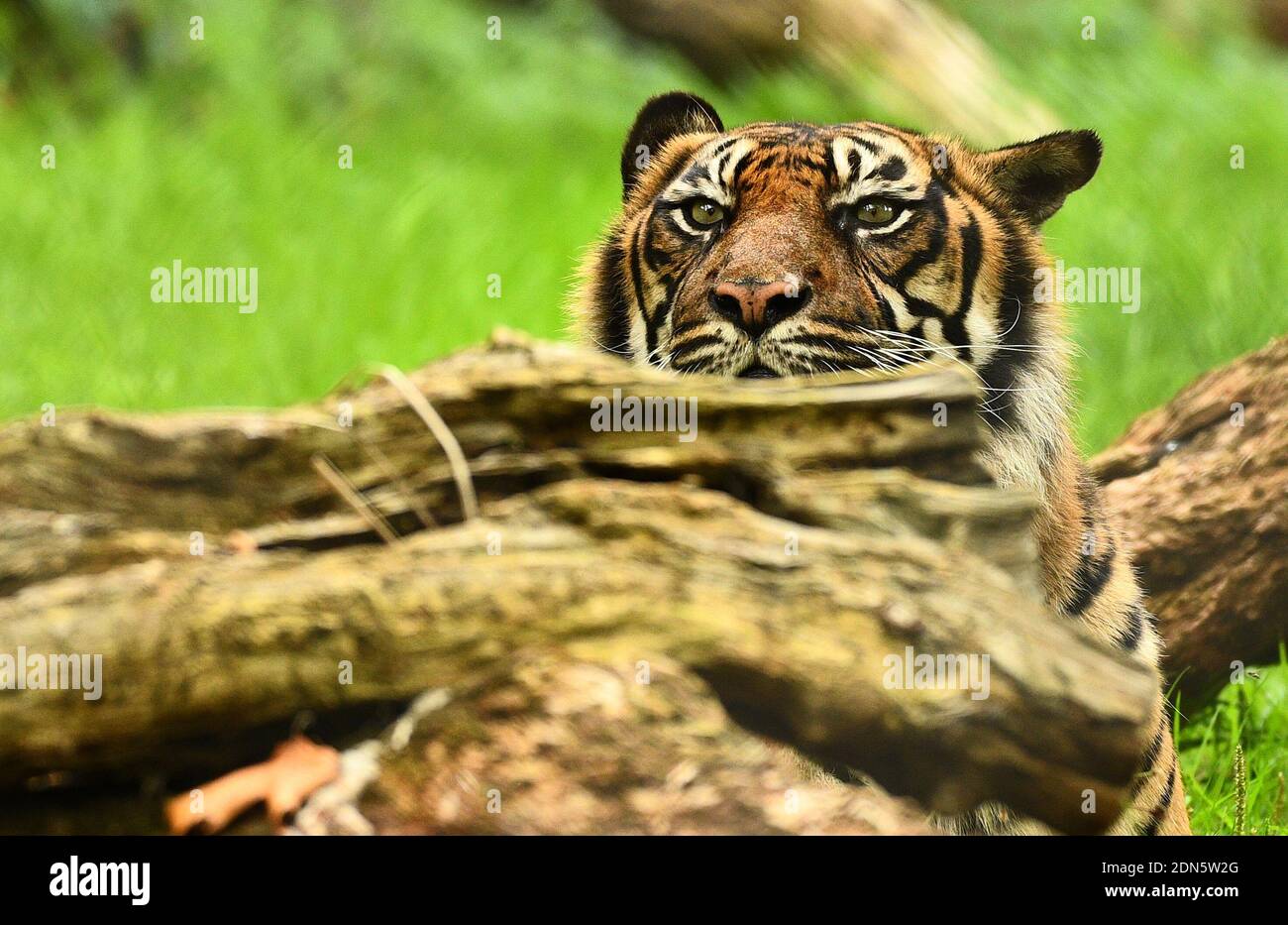 Tiger stalking camera hi-res stock photography and images - Alamy