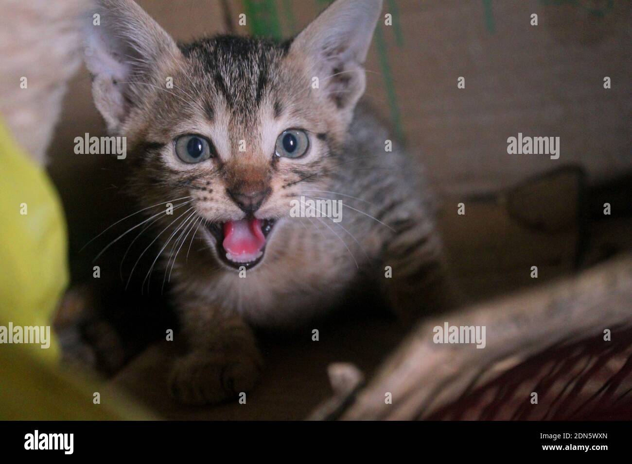 Scare cats hi-res stock photography and images - Alamy