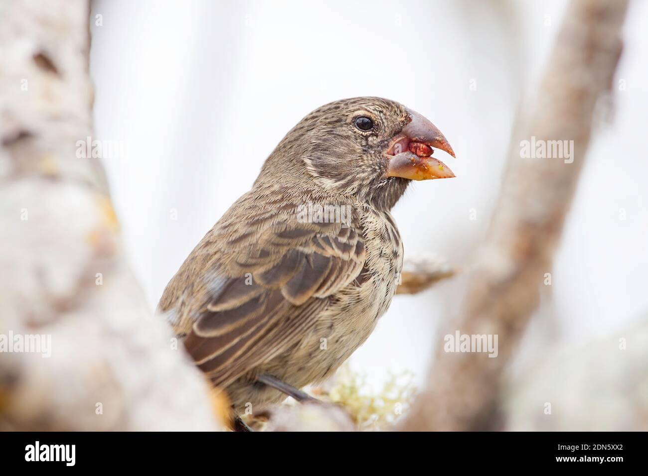 The large ground finch, Geospiza magnirostris, is one of Darwin's ...
