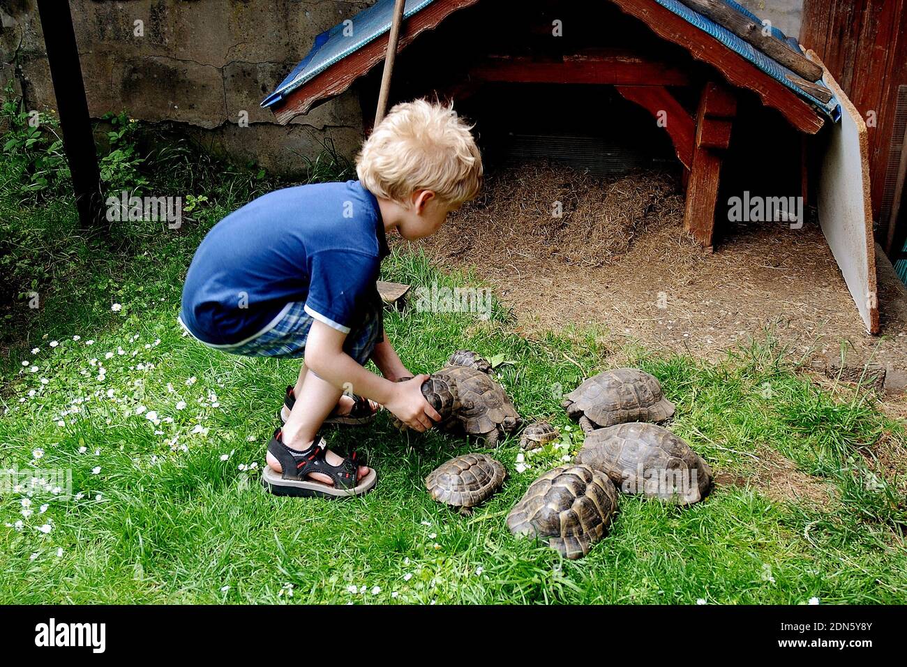 Boys and turtles hi-res stock photography and images - Alamy