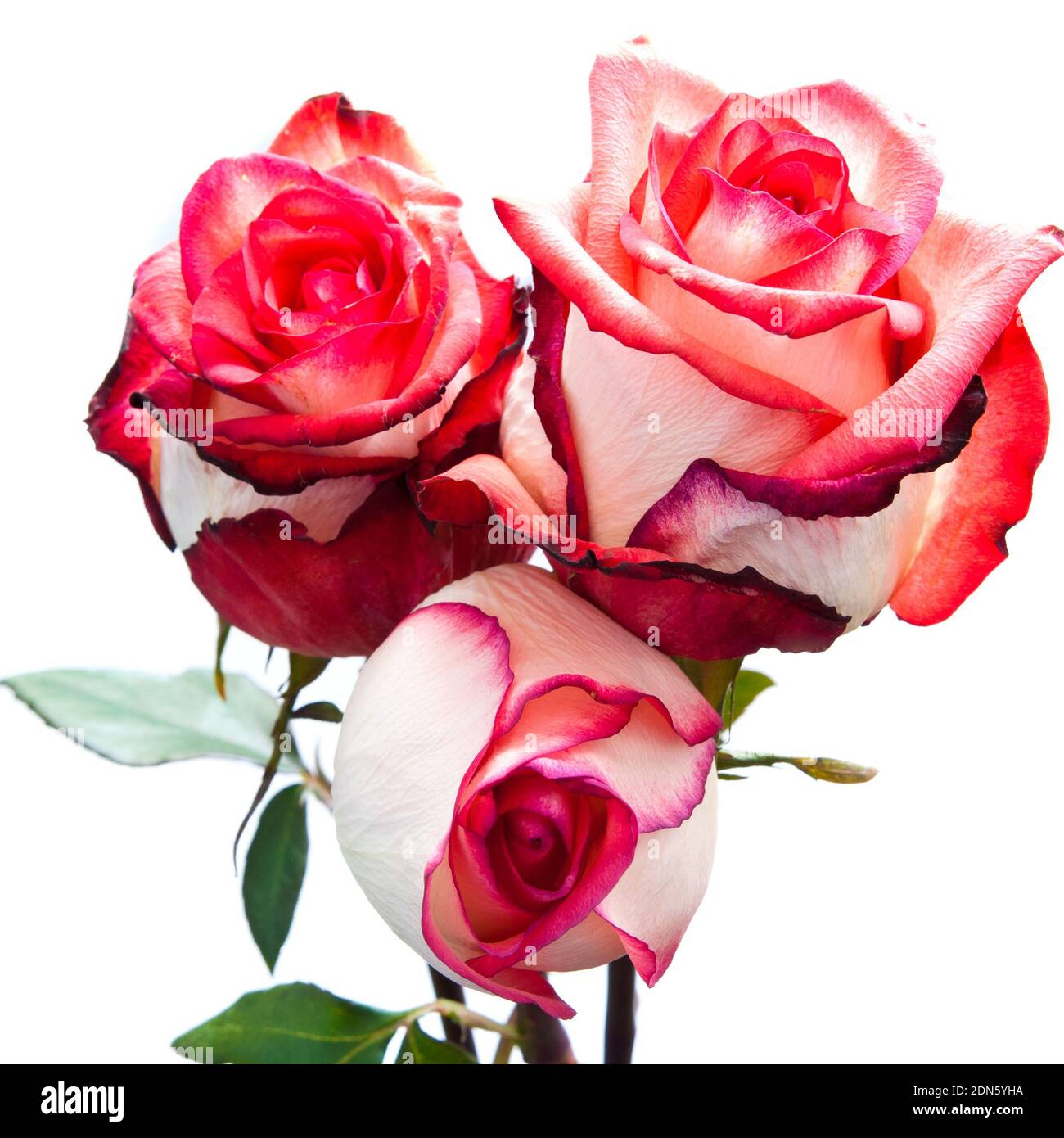 three roses with leaves on a white background Stock Photo - Alamy