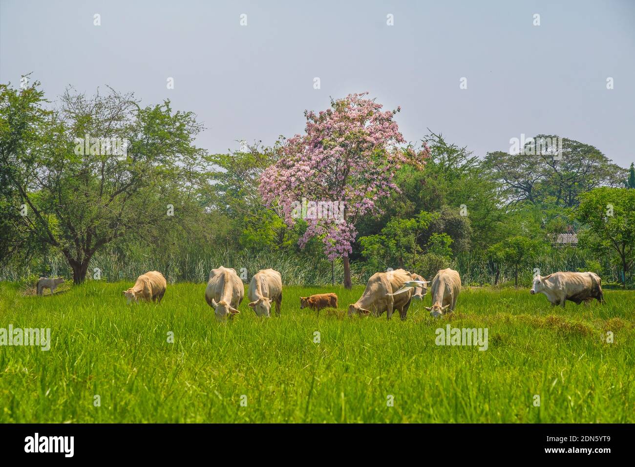 Farm animals under tree hi-res stock photography and images - Alamy