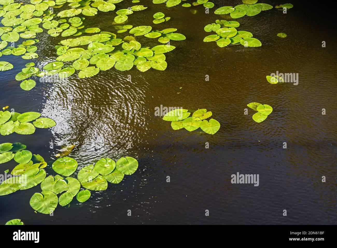 Green leaves of the river lily on the dark surface of the water Stock ...
